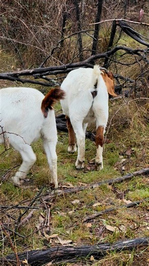 31K views · 1.5K reactions | Choosing a goat solely based on its...