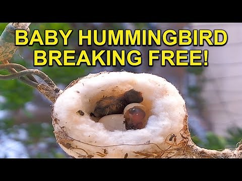 Baby Hummingbird Hatches and Greets the World!