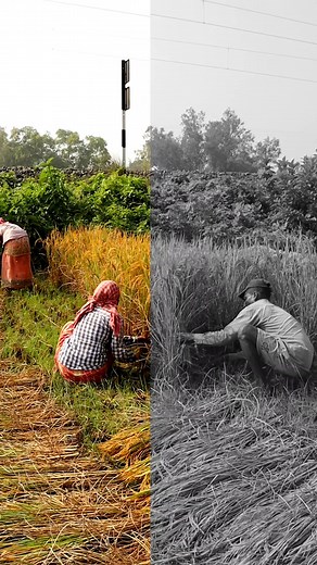 254K views · 1.2K reactions | Paddy Harvesting Manually: Hi Friends, please watch and enjoy this reel on paddy harvesting manually. #paddyharvesting #riceharvesting #harvestingpaddy #reels #fb #fbreels #kisan #agriculture #krishi #shortsindia #paddy #paddycultivation #paddyfarmers #paddyfarming #rice #ricecultivation #ricefarmer #ricefarming #farmer #farmers #agri #agro #agronomy #agriculturetechnology #agronomia #agronomy | 1 Min Agriculture | Facebook