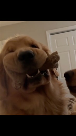 10K views · 525 reactions | Why does her cheeks look so poofy  #fyp #dog #funnyvideos #love #reels #trend #dogsofinstagram #viral #trending #goldenretriever #happy | Miles & Maple The Golden Retrievers | Facebook