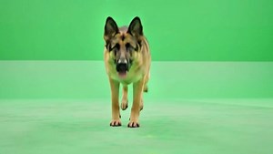 Download German shepherd running continuously on green screen background for free