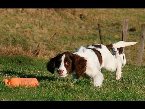Training Max,springer spaniel 6 months.how to train puppy