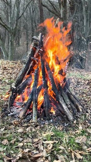 Forest Fire Sounds 🔥 4K