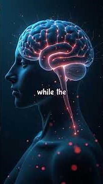 how TRAUMA slowly affect the brain #trauma #mentalhealth #neuroscience