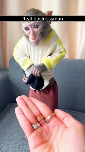 What Happens When Monkeys Try to Be People?