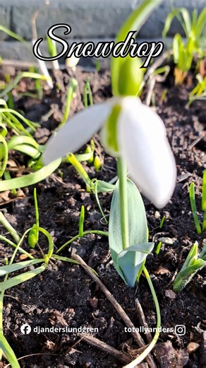 The very first flower of the year in our garden 🤍 Meet the snowdrop 🌱 Small, delicate, and one of the first signs that spring is coming. In Dutch we call it “Sneeuwklokje” — which means little snow bell 🔔 And when the wind makes it gently move… you instantly understand why 🥰 Nature’s tiniest reminder that warmer days are on the way ☀️ 👇 Tell me 👇 Do snowdrops grow in your garden too? ❤️ Like if you love early spring flowers 💬 Comment 🌼 if this made you smile 🔔 Follow & subscribe for mor
