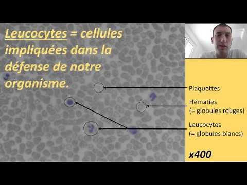 Observation de cellules sanguines au microscope