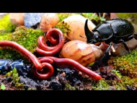 RARE‼️ I Never Expected to See Millipede , Snail & Rhino Beetle Together #rareencounter #insects