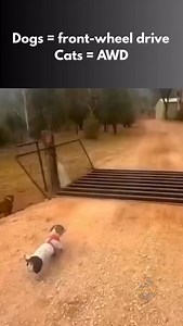 85K reactions · 14K shares | #catvsdog #funnycats #funnydogs #frontwheeldrive #allwheeldrive #viralpets #fypシ | Pet LoLs Unleashed | Facebook