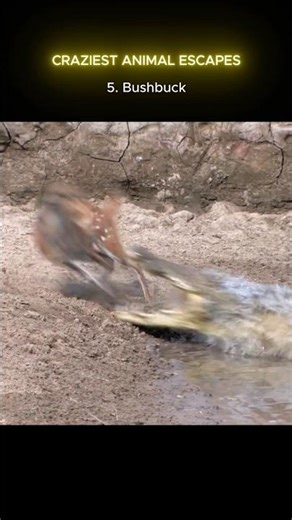 Craziest Animal Escapes From Predators