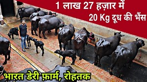 81K views · 135 shares | Bharat  Dairy Farm, Rohtak(Haryana). Buffaloes Supply All Over India | Sansaniwal Dairy Farm | Facebook