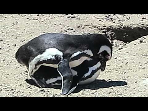 Penguins Mating