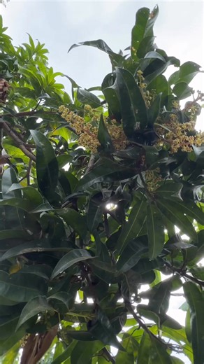 R2E2 mango tree officially in bloom 🌼 One of the most exciting stages of the season — when the panicles come out, you know fruiting is on the way. At this point, pollinators start doing their job and proper care becomes crucial to support good fruit set. Cooler mornings, dry weather, and healthy trees usually mean a promising harvest ahead. Now it’s all about patience and the right management until these flowers turn into those big, signature R2E2 fruits. #R2E2Mango #MangoBloom #FruitSeason #Fa