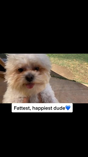 Training Tips for Aggressive Small Dogs - YouTube Demo Dog Update