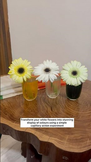 Changing colour of white flowers #gardening #flowers #experiment #science #gardeningtips