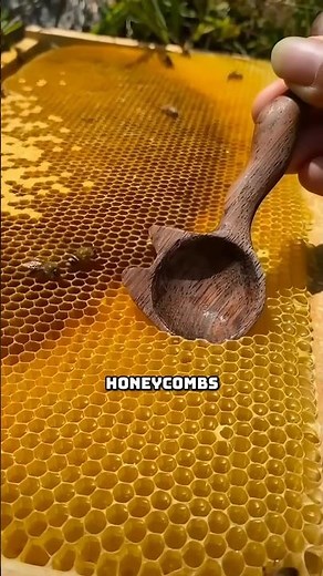 Animal Builders: Most Impressive Architectural Structures in Nature #facts #animals #wildlife