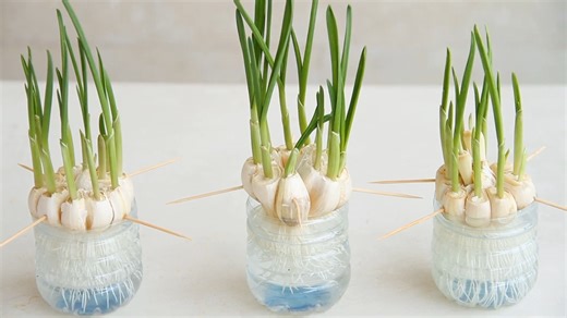 How to grow garlic from cloves step-by-step