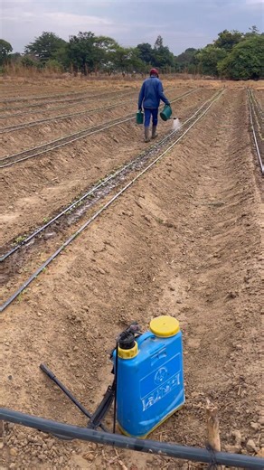 The Only way you’ll learn how to farm is when you actually farm🌱👇👇👇👇#plantingseason #farming #Beetroot #LandPreparation #germination #patience🙏 Drip tape and connectors Supplied by Makeni Seedlings 👌 | Phingiwe The Nurse Farmer