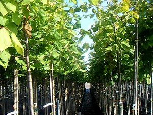 Sap Trees Tilia platyphyllos 10-12cm girth