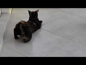 Accouplement de chat 🐈