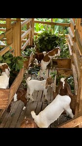 Many small-scale farmers keep a few goats and hope the numbers will increase on their own. Unfortunately, goats don’t multiply by luck — they multiply by correct management. If you have fewer than 10 goats, here’s the exact formula to double or even triple your herd within a year. 1️⃣ Nutrition First — Fertility Starts With Feeding A hungry doe cannot give you twins and may struggle to maintain pregnancy. Before thinking of breeding, think of feeding. ✔️ Provide enough forage ✔️ Give clean water