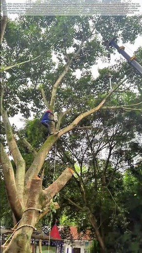 Swinging the Saw: How Crane Teams Execute Precision Tree Surgery