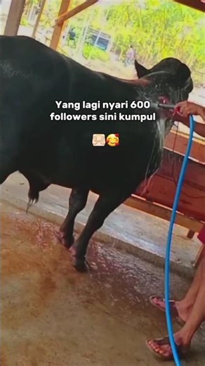 memandikan sapi #metal #brangus