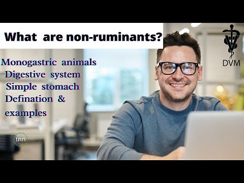 What are non ruminants? | monogastric |