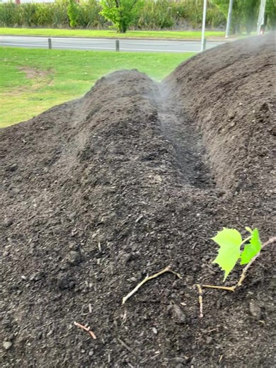 Rich compost and lime mixed at a 1:8 ratio! Super thankful for Findal and Canaan’s awhi from Agrownomics. They took soil samples and analysed our soil pro bono. Getting a nutrient agronomy report means we have clarity from day one for our new garden. Being able to balance our soil nutrient levels allows us to grow nutrient-dense food. Nutrient-dense vegetables are crucial because they provide essential vitamins, minerals, fibre, and antioxidants. Why add lime? We were low on calcium. Calcium is 