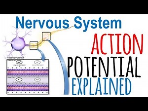 Action potential explained Video Lecture | Crash Course for CSIR NET Life Sciences (English)