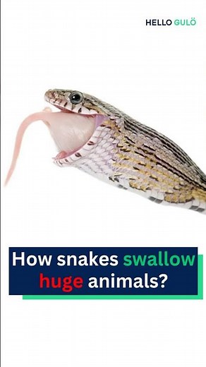 How a snake swallows huge animals? 🐍