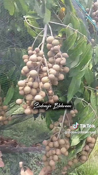 Ciri Pohon Kelengkeng: Petunjuk Berkebun di Sidoarjo