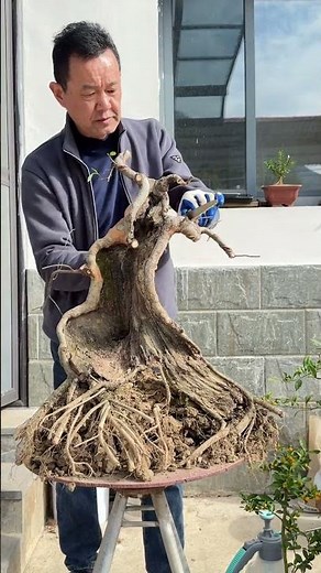 一起玩盆景，开心就好！ 一张皮的榆#榆树#盆景 #制作过程 #技术分享 #园艺生活A piece of bark elm # elm # bonsai # production process