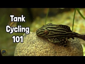 How to Cycle a Fish Tank and the Nitrogen Cycle Explained! 🐠