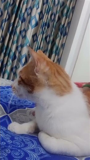 #1 galgoltia aj ke guest #dosto milo inse #vip galgotia #shortsfeed #shorts cats