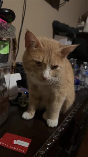 Amazing Cat Performs Seven Backflips in a Row