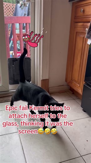 Cat jumps up glass thinking it was a screen door 😂#cat #funnycat #catshorts