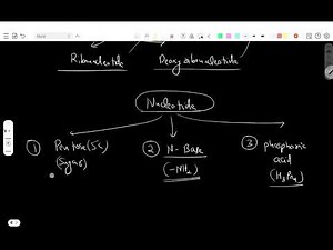 Nitrogen base, nucleotides and polynucleotide chain