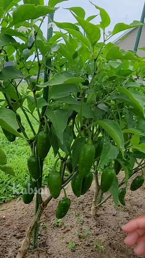 Some Of My Summer Harvests Veggies Hot Pepper And Tomato #garden2023 #lastsummer #harvest #garden | Kabsat