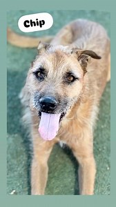 13K views · 708 reactions | UREGNT, PLEASE READ! Chip #A5017794 was...