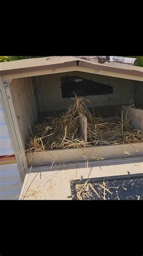 Setting up RV coop to move out Juvenile Kikirikis | McIntire's Mini Mansion