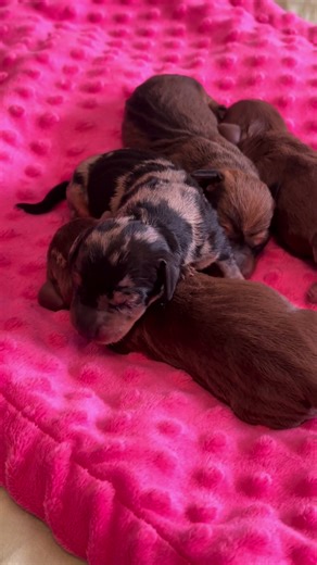 Na paspėliokim: kokios veislės yra šie mažyliai?