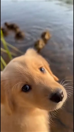 Golden Retriever Puppy Leads Ducklings to the River