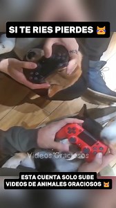 Los mejores videos graciosos de perros. 🤣 | Animales Divertidos