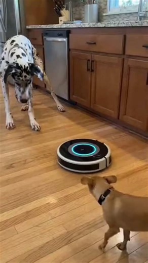 Tiny Chihuahua vs Loud Machine 😳 | Great Dane PANICS 😂🐶 #dog #funny #greatdane #cute