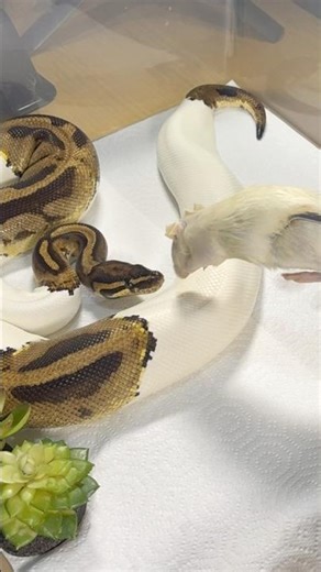 FLUFFY | Pied Royal / Ball Python | #strike #short 🐄🎬 (21.07.25)