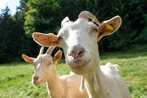 Des chèvres et des cochons avec des testicules clonés pour booster l'élevage