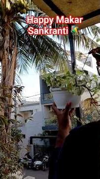 मकर संक्रांति की हार्दिक शुभकामनाएं 🪁 🕉 🙏🌄 #youtubeshorts #jayatripathi#viral #shorts #ytshorts