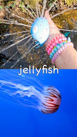 Sea Animal Names for Kids to Learn at the Brook: Marine Iguana Basking Shark Jellyfish Hermit Crab