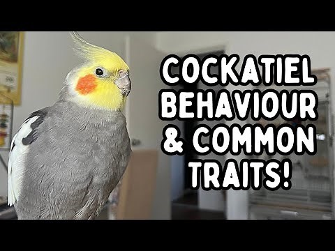 Cockatiel Behaviour | Helping You Understand Your Pet Cockatiels Behaviours | TheParrotTeacher